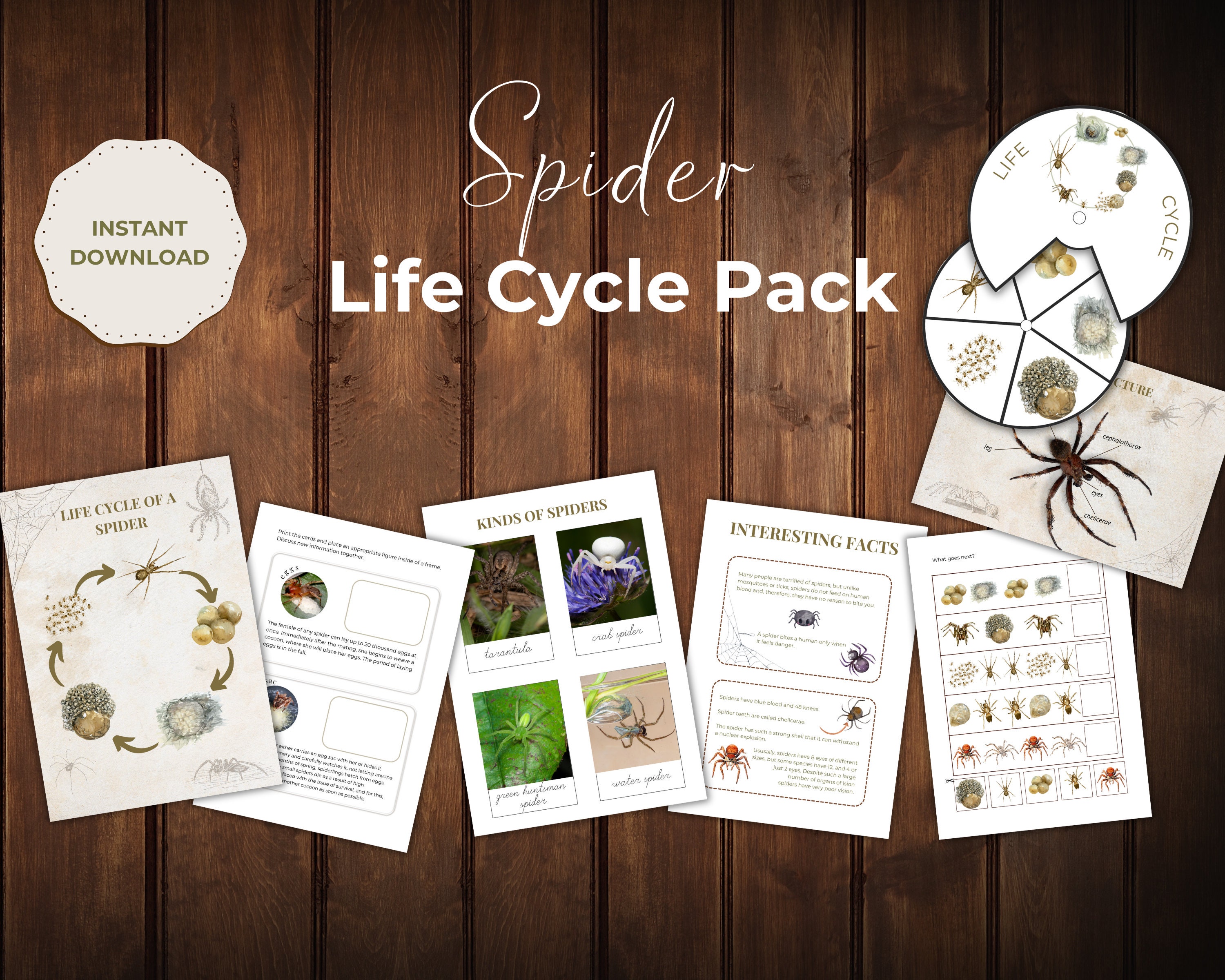 Spider Unit Study Printable Flashcards Life Cycle Pack Nature Study ...