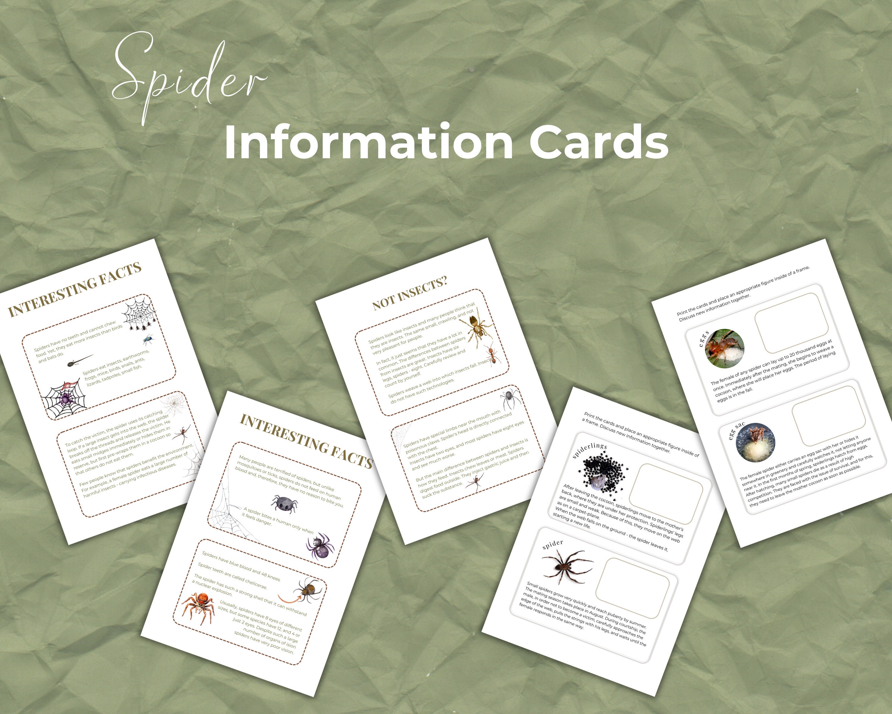 Spider Life Cycle Unit Study | Arachnid Learning Pack | Web Building ...