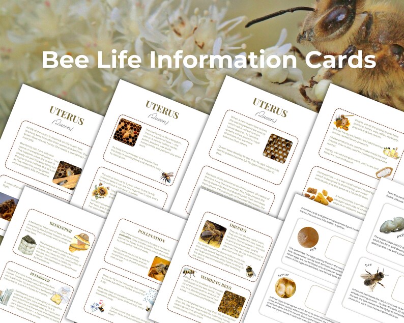 Bee Unit Study Printable Flashcards Life Cycle Pack Nature Study ...