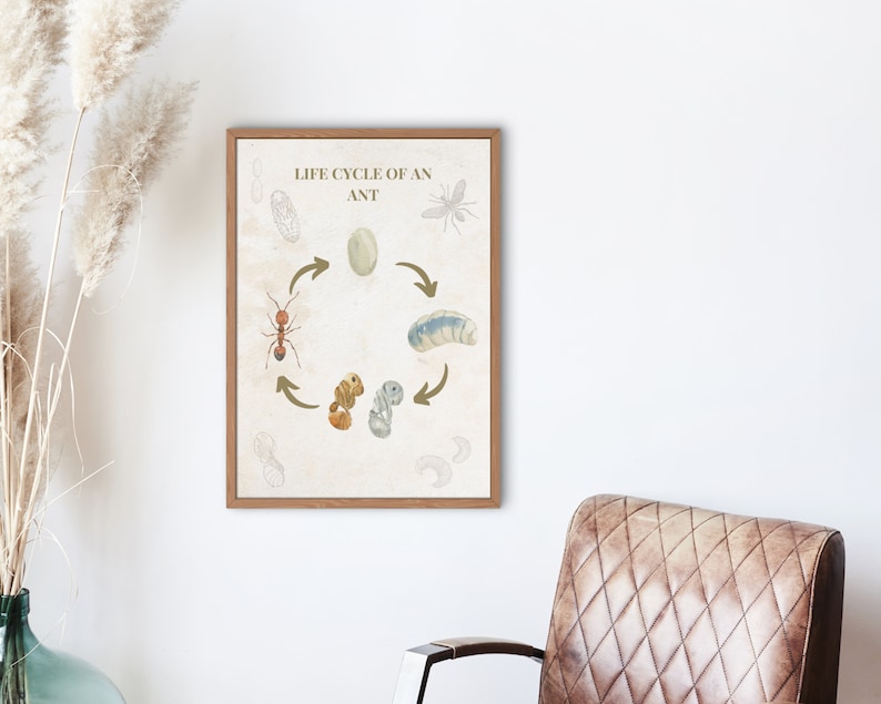 Ant Unit Study Montessori Insect Printable Pack | Life Cycle, Anatomy ...