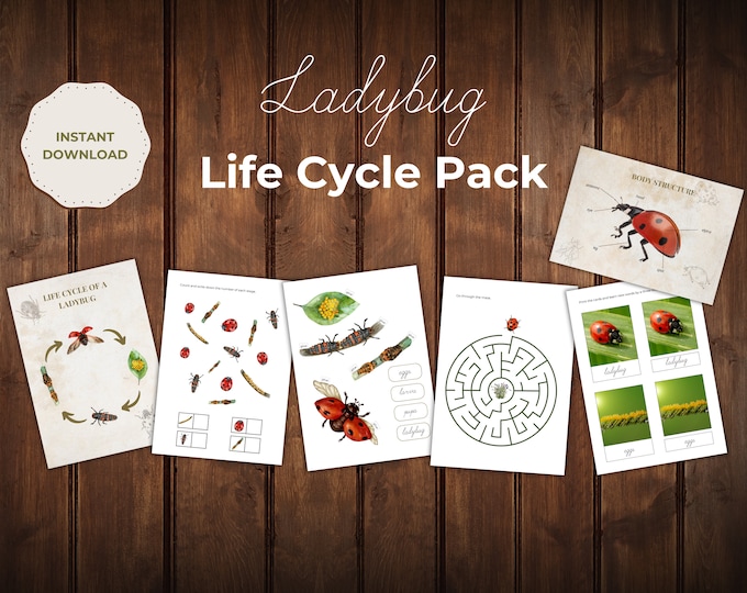Life Cycle of a Ladybug Pack - Etsy Canada