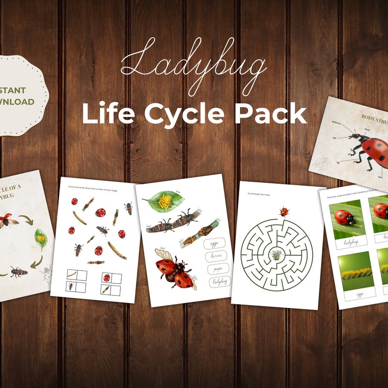 Life Cycle of a Ladybug - Etsy