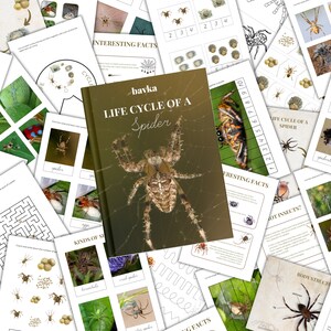Spider Unit Study Printable Flashcards Life Cycle Pack Nature Study ...