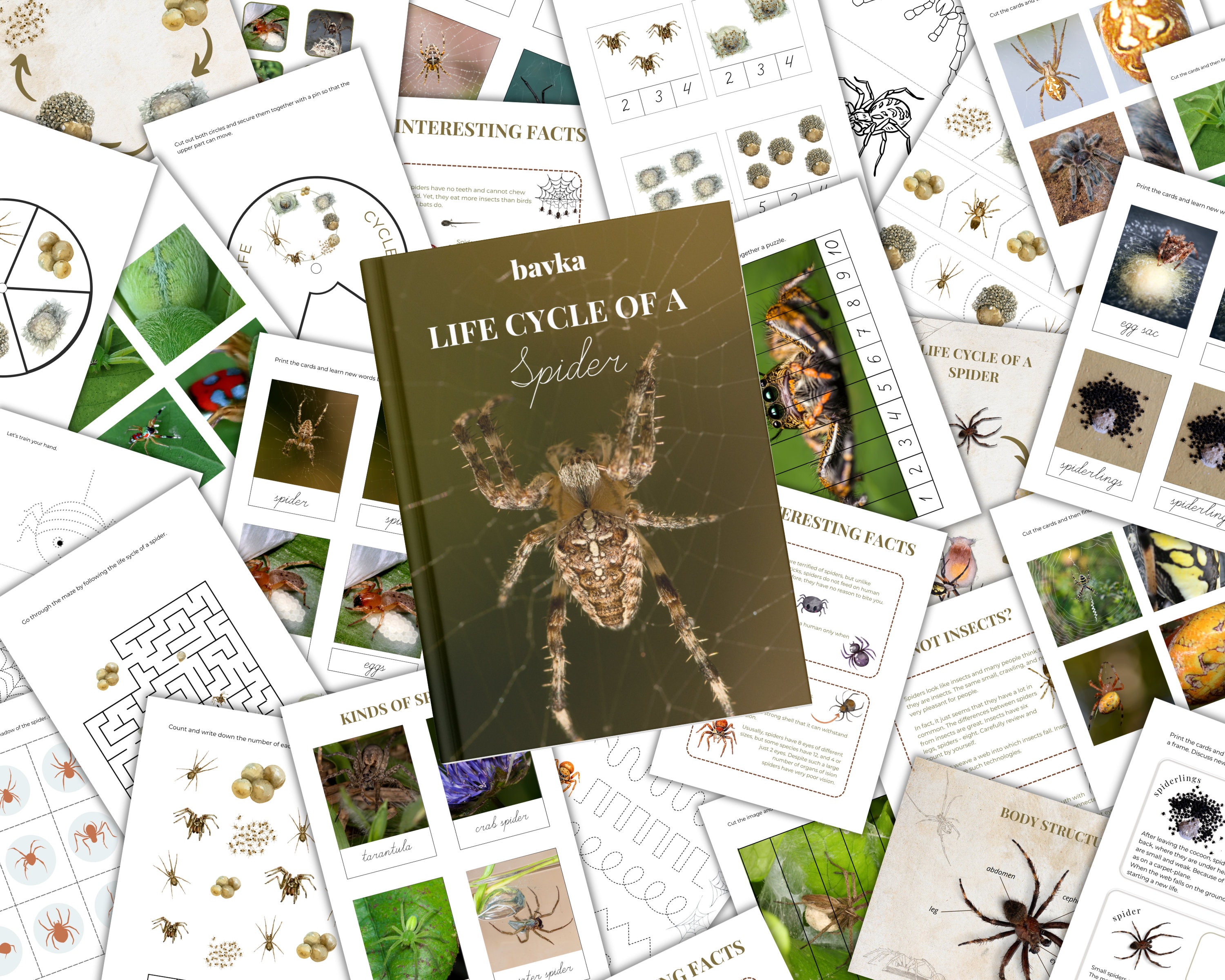 Spider Unit Study Printable Flashcards Life Cycle Pack Nature Study ...