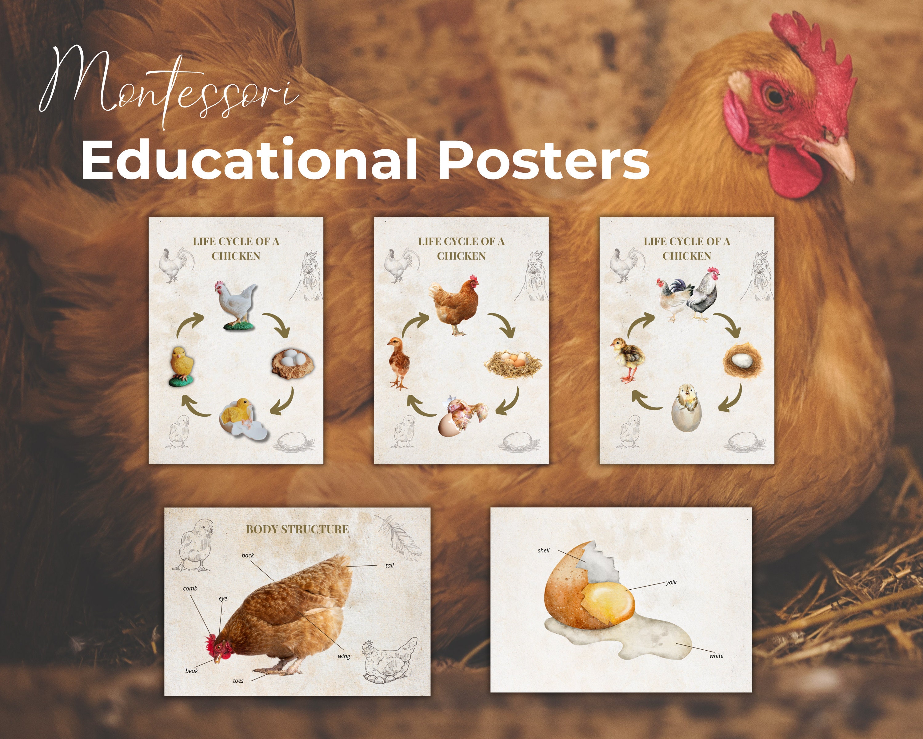 Chicken Life Cycle Printable | Montessori Farm Unit | Animal Science ...