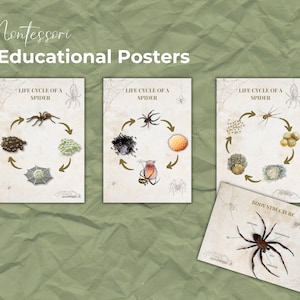 Spider Unit Study Printable Flashcards Life Cycle Pack Nature Study ...