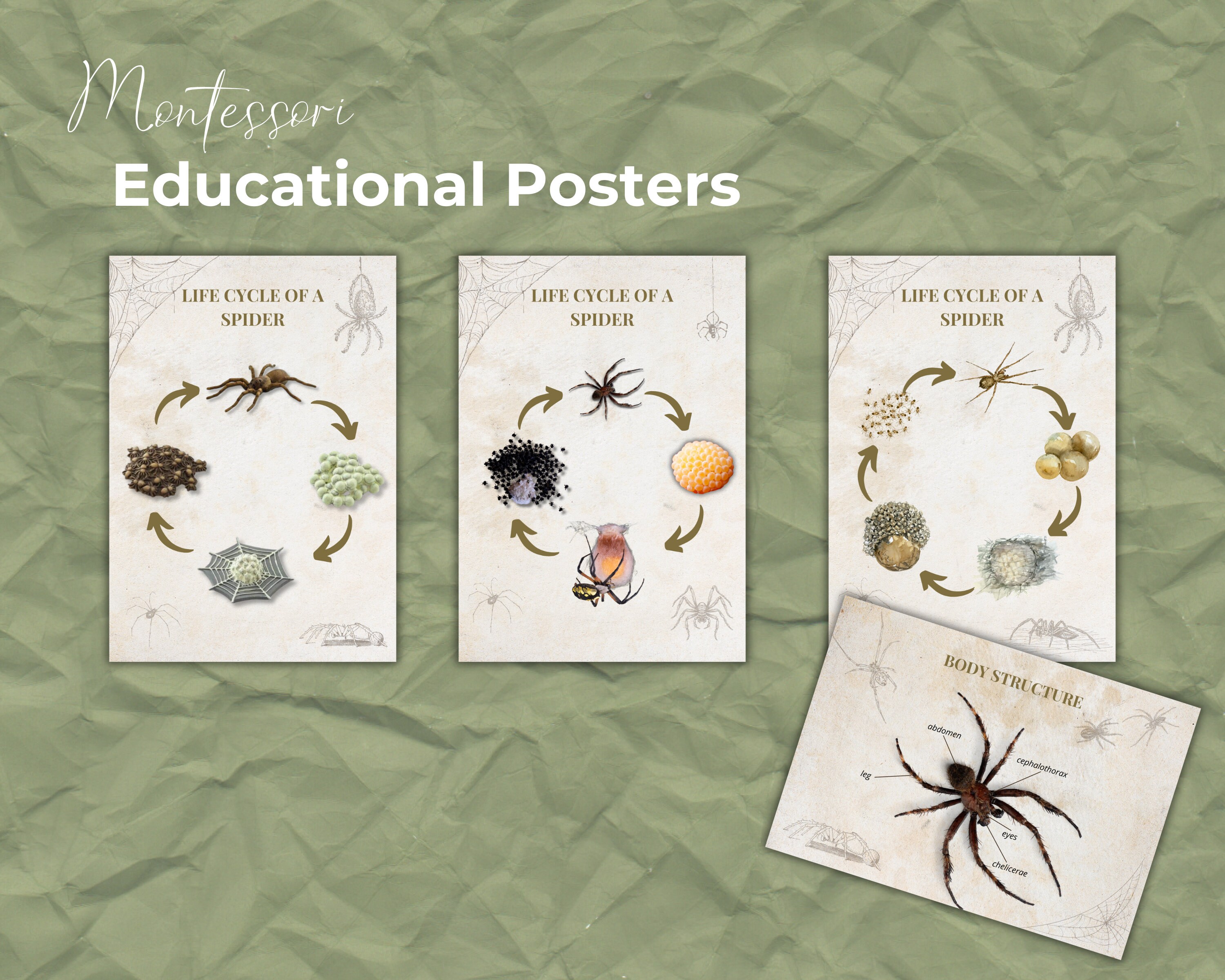 Spider Life Cycle Unit Study | Arachnid Learning Pack | Web Building ...