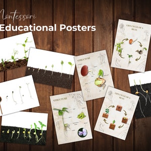 Plant Unit Study Printable Flashcards Life Cycle Pack Nature Study ...