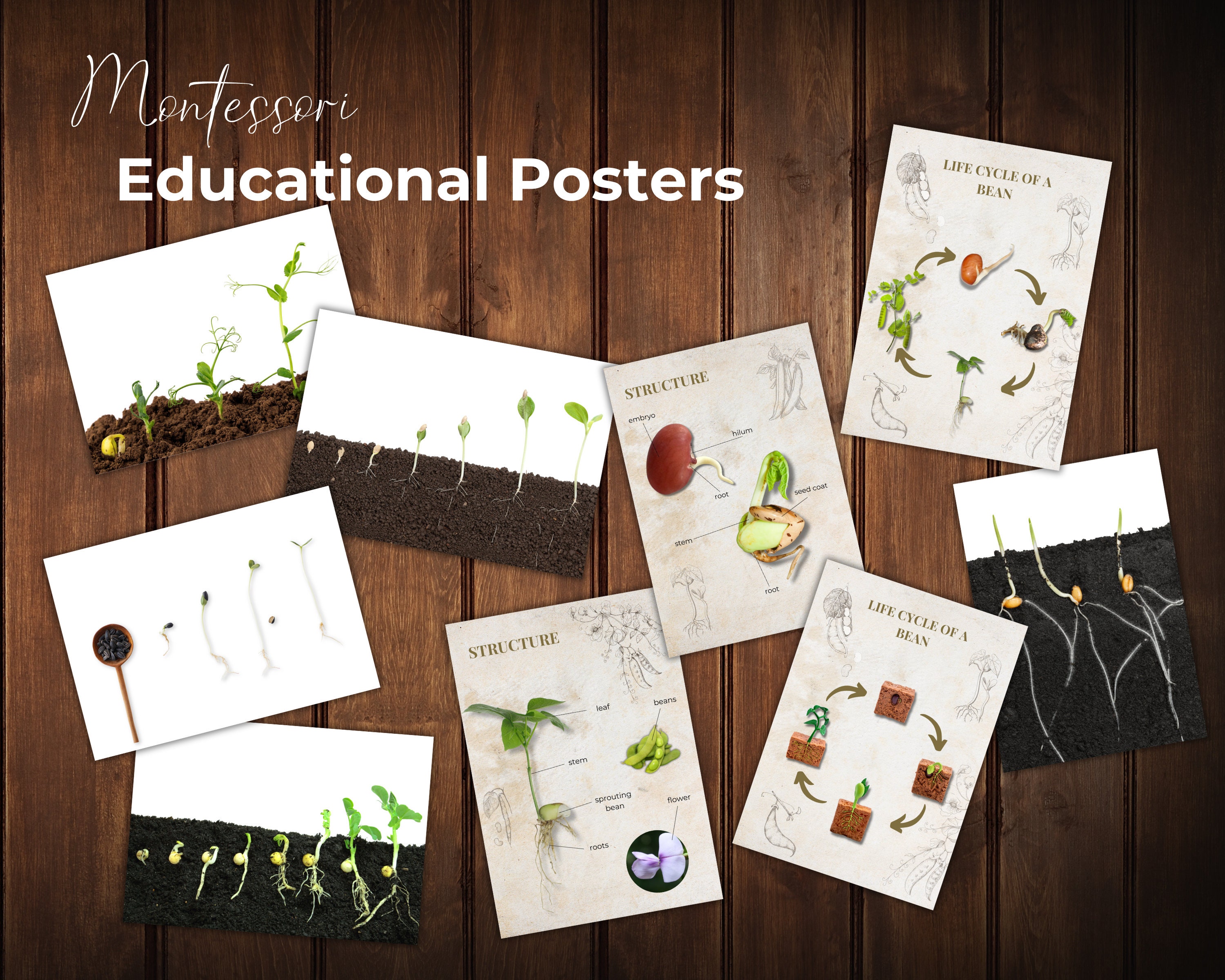 Plant Unit Study Printable Flashcards Life Cycle Pack Nature Study ...