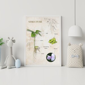 Plant Unit Study Printable Flashcards Life Cycle Pack Nature Study ...