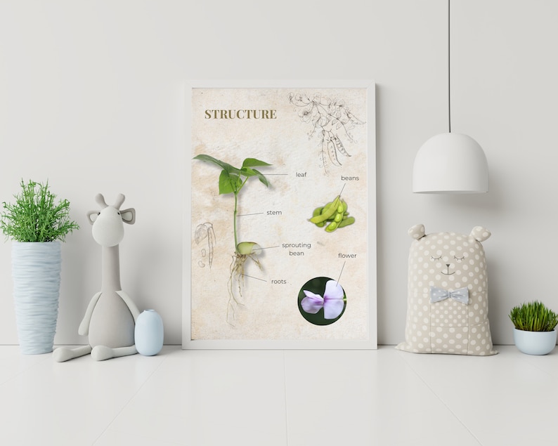 Plant Unit Study Printable Flashcards Life Cycle Pack Nature Study ...