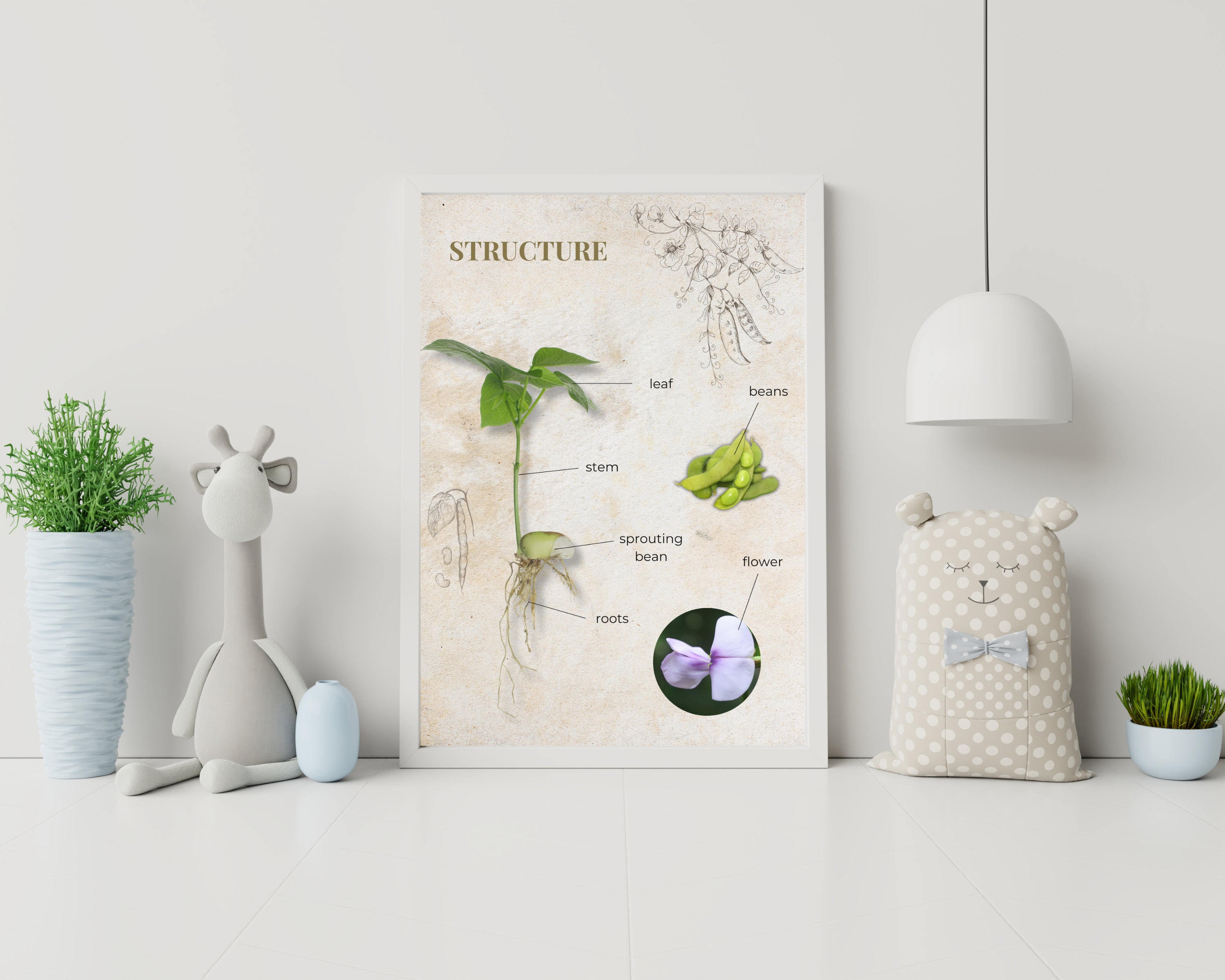 Plant Unit Study Printable Flashcards Life Cycle Pack Nature Study ...