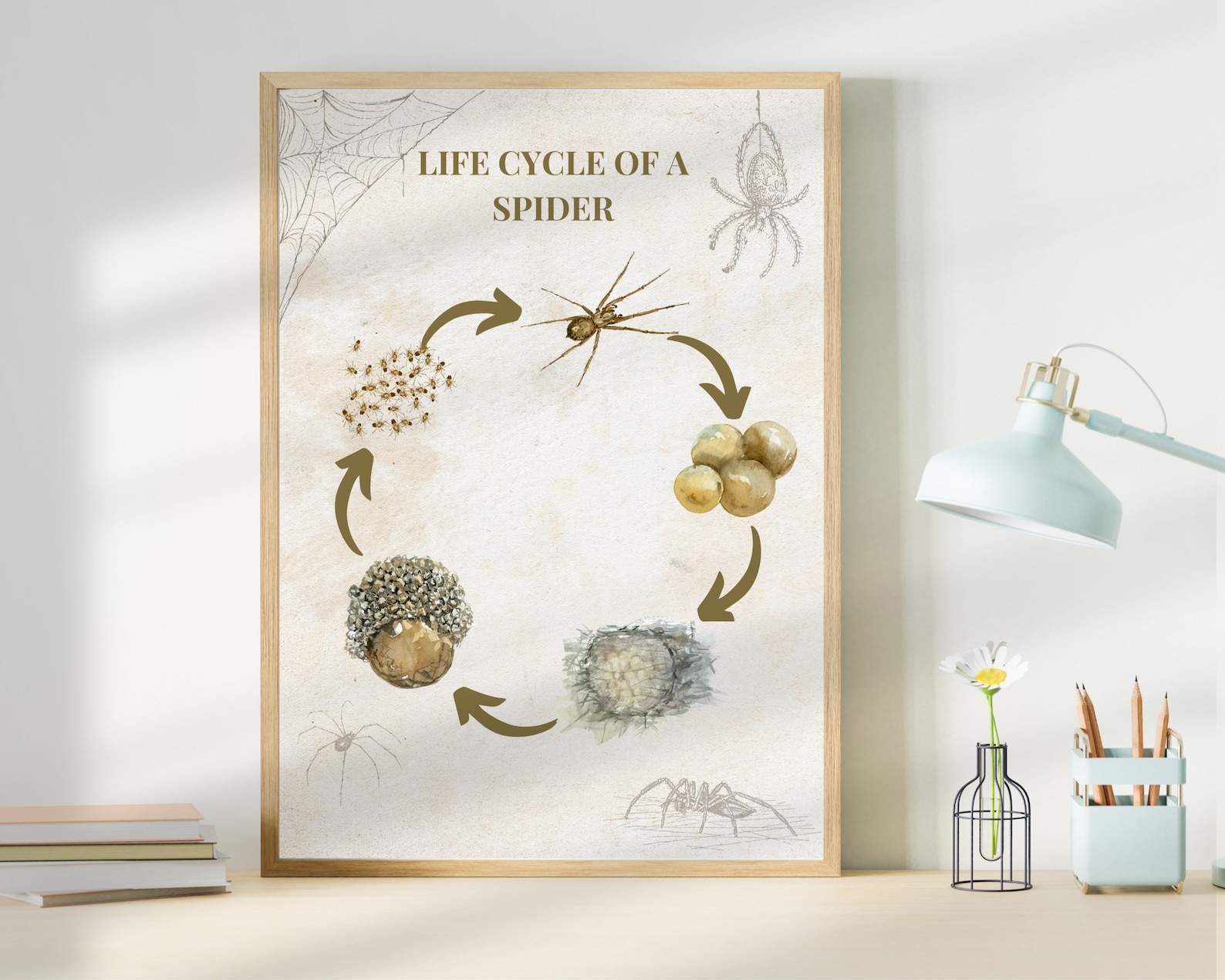 Spider Unit Study Printable Flashcards Life Cycle Pack Nature Study ...