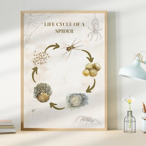 Spider Unit Study Printable Flashcards Life Cycle Pack Nature Study ...