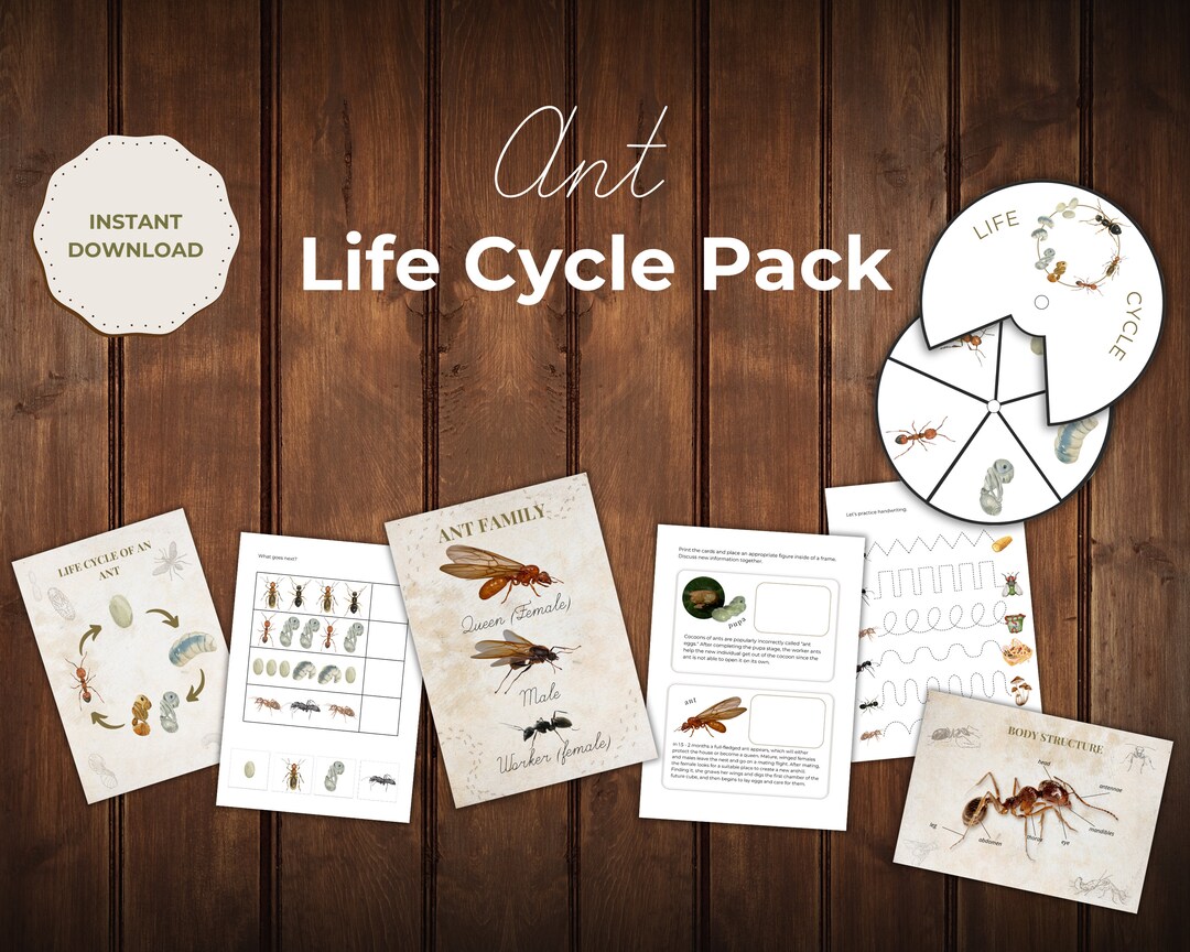 Ant Unit Study Printable Flashcards Life Cycle Pack Nature Study ...