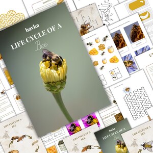 Bee Unit Study Printable Flashcards Life Cycle Pack Nature Study ...