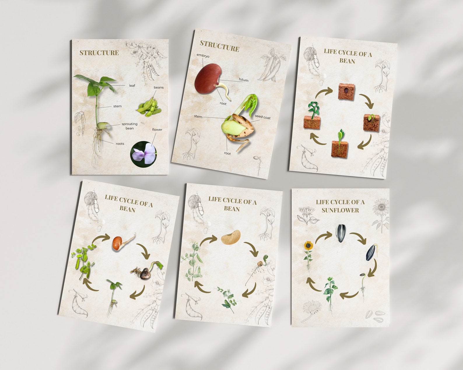 Plant Unit Study Printable Flashcards Life Cycle Pack Nature Study ...