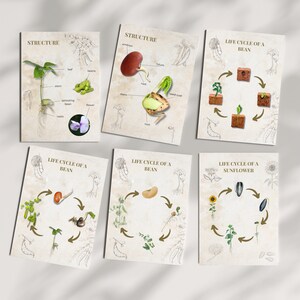 Plant Unit Study Printable Flashcards Life Cycle Pack Nature Study ...