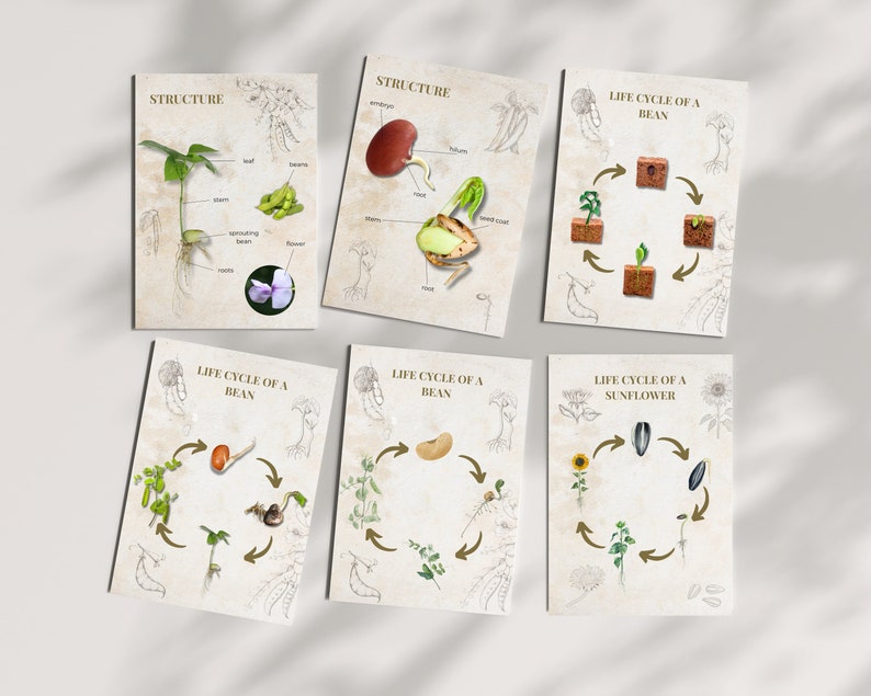 Plant Unit Study Printable Flashcards Life Cycle Pack Nature Study ...