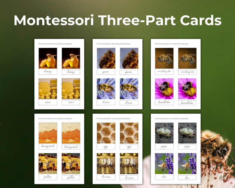 Bee Unit Study Printable Flashcards Life Cycle Pack Nature Study ...