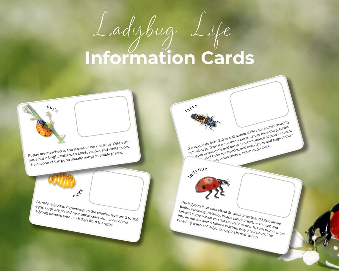 Ladybug Life Cycle Unit Study | Insect Learning Pack | Montessori ...