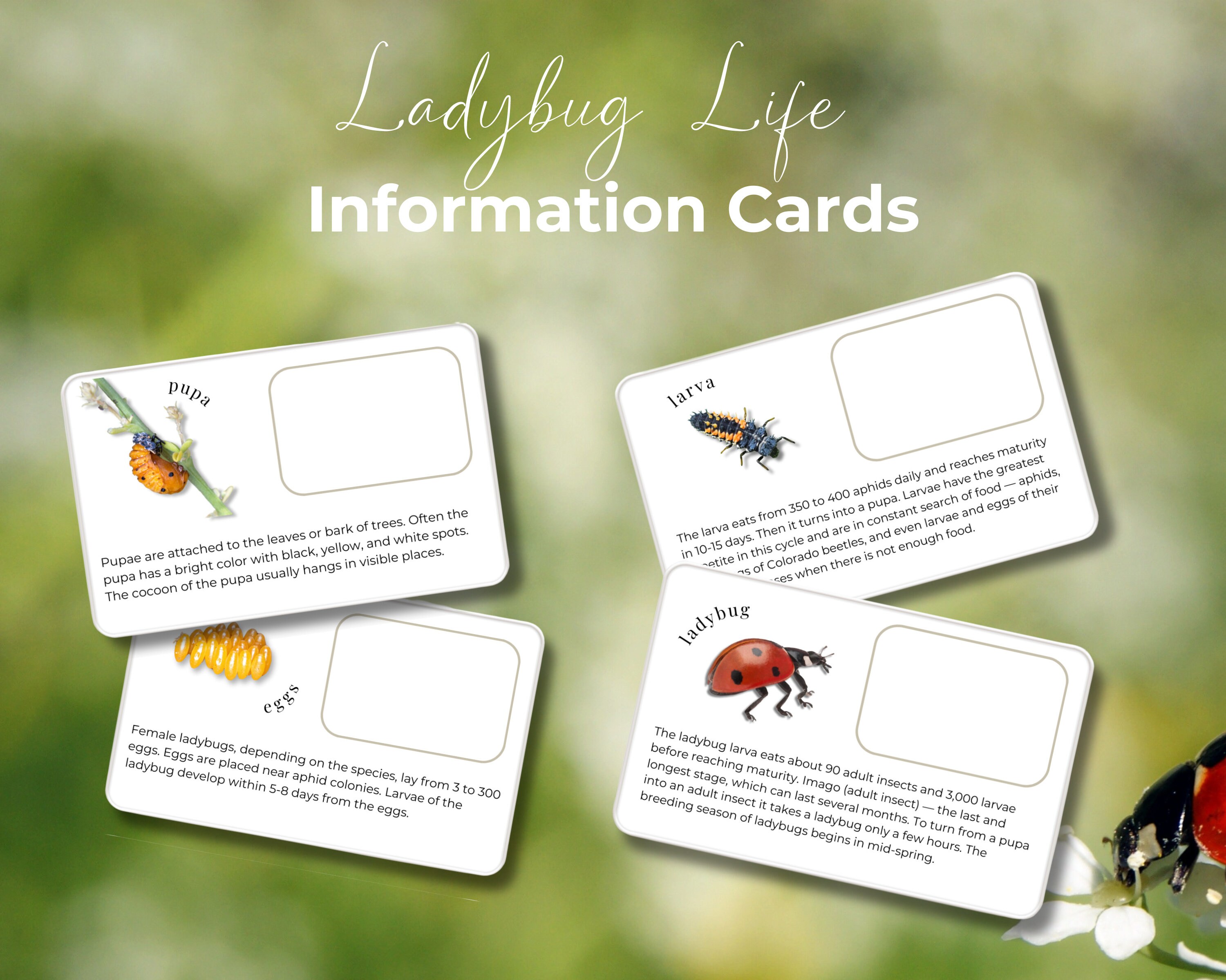 Ladybug Life Cycle Unit Study | Insect Learning Pack | Montessori ...