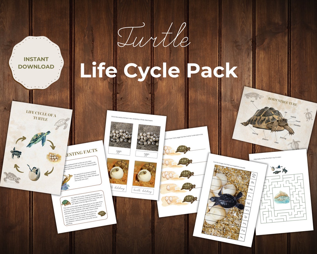 Turtle Unit Study Printable Flashcards Life Cycle Pack Nature Study ...