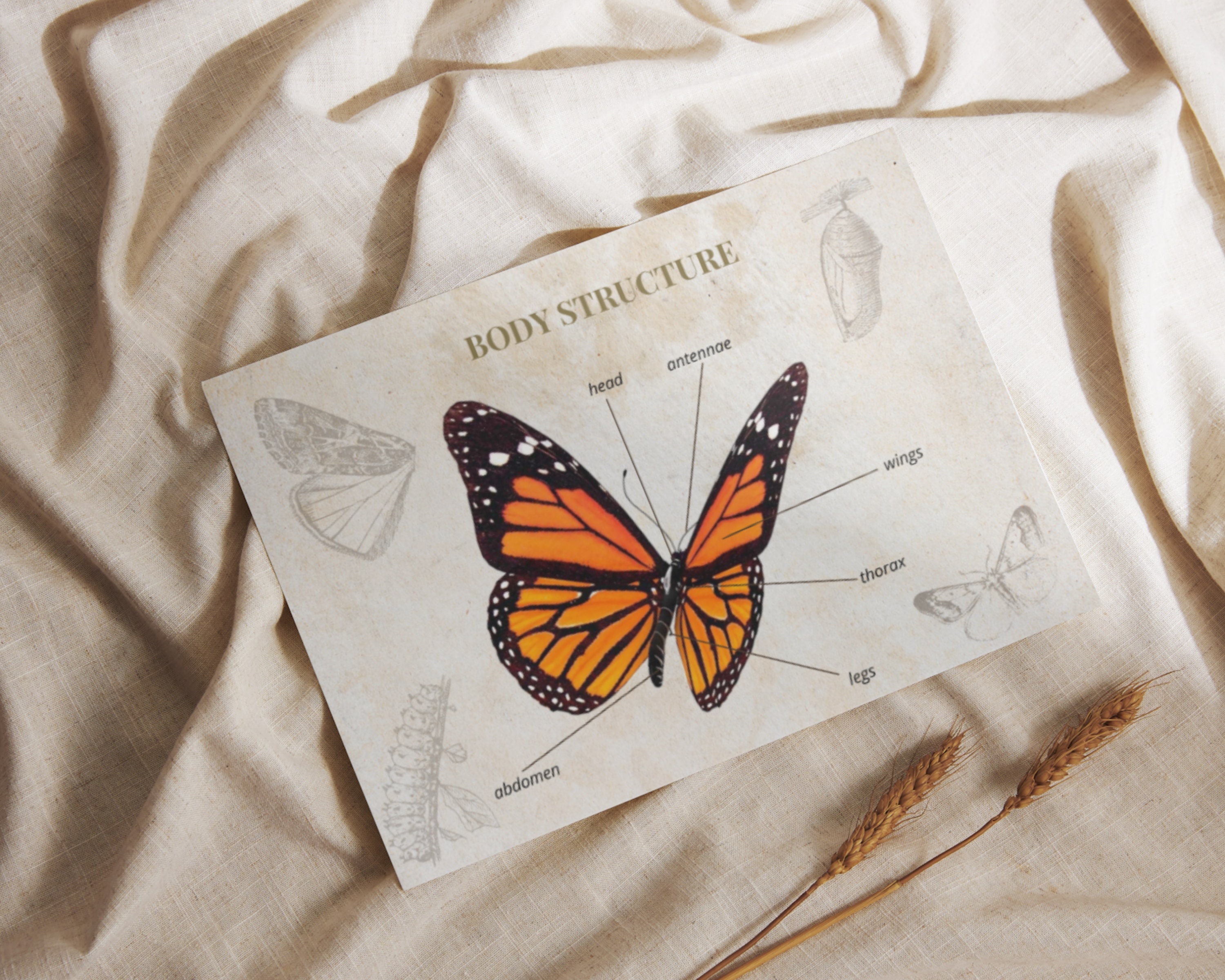 Butterfly Life Cycle Montessori Printables – Homeschool Nature Study ...
