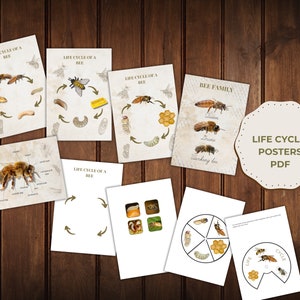 Bee Unit Study Printable Flashcards Life Cycle Pack Nature Study ...