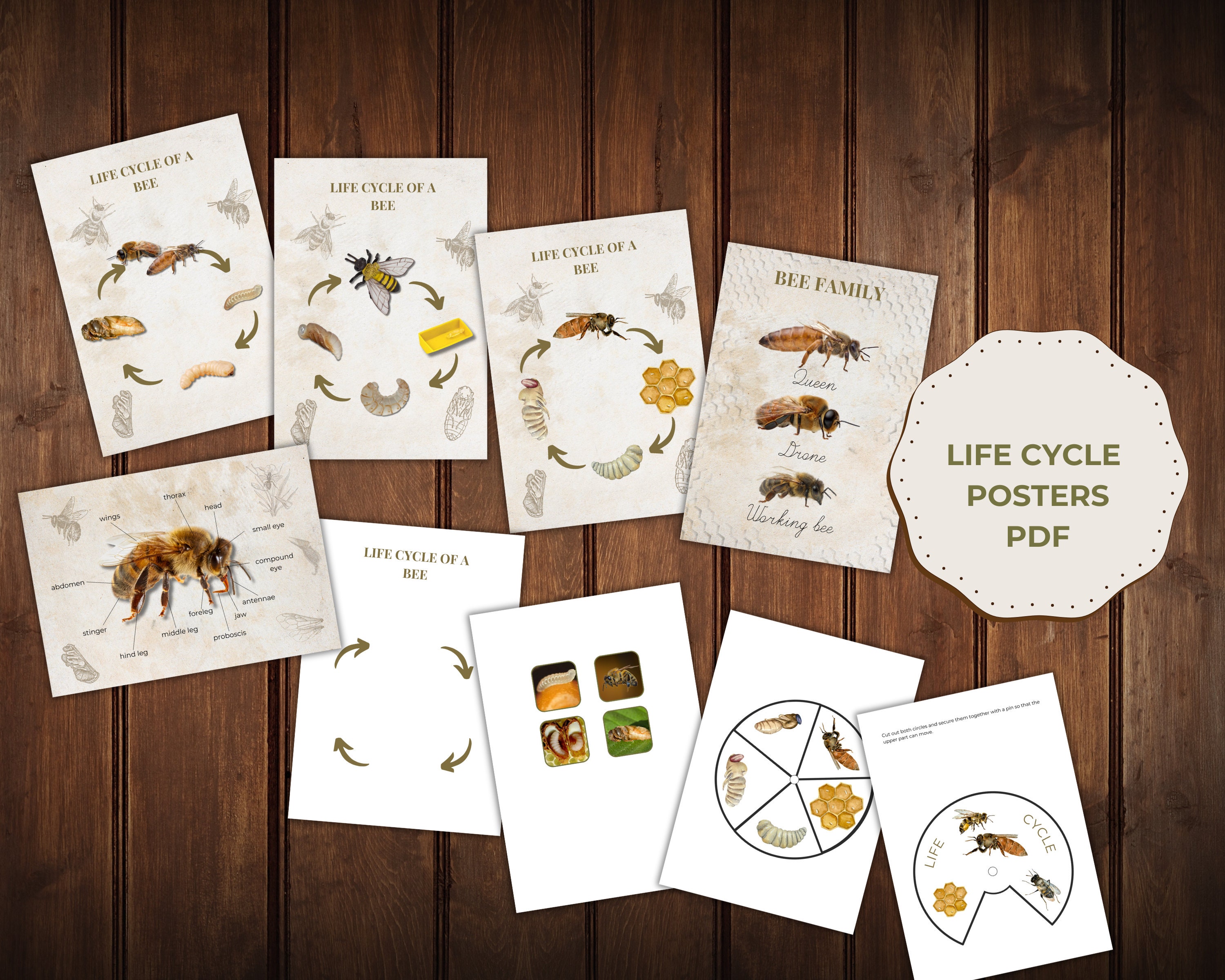 Bee Life Cycle Unit Study | Pollinator Learning Pack | Hive & Honey ...