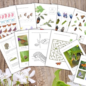 Butterfly Unit Study Life Cycle Homeschool Printables Worksheets ...