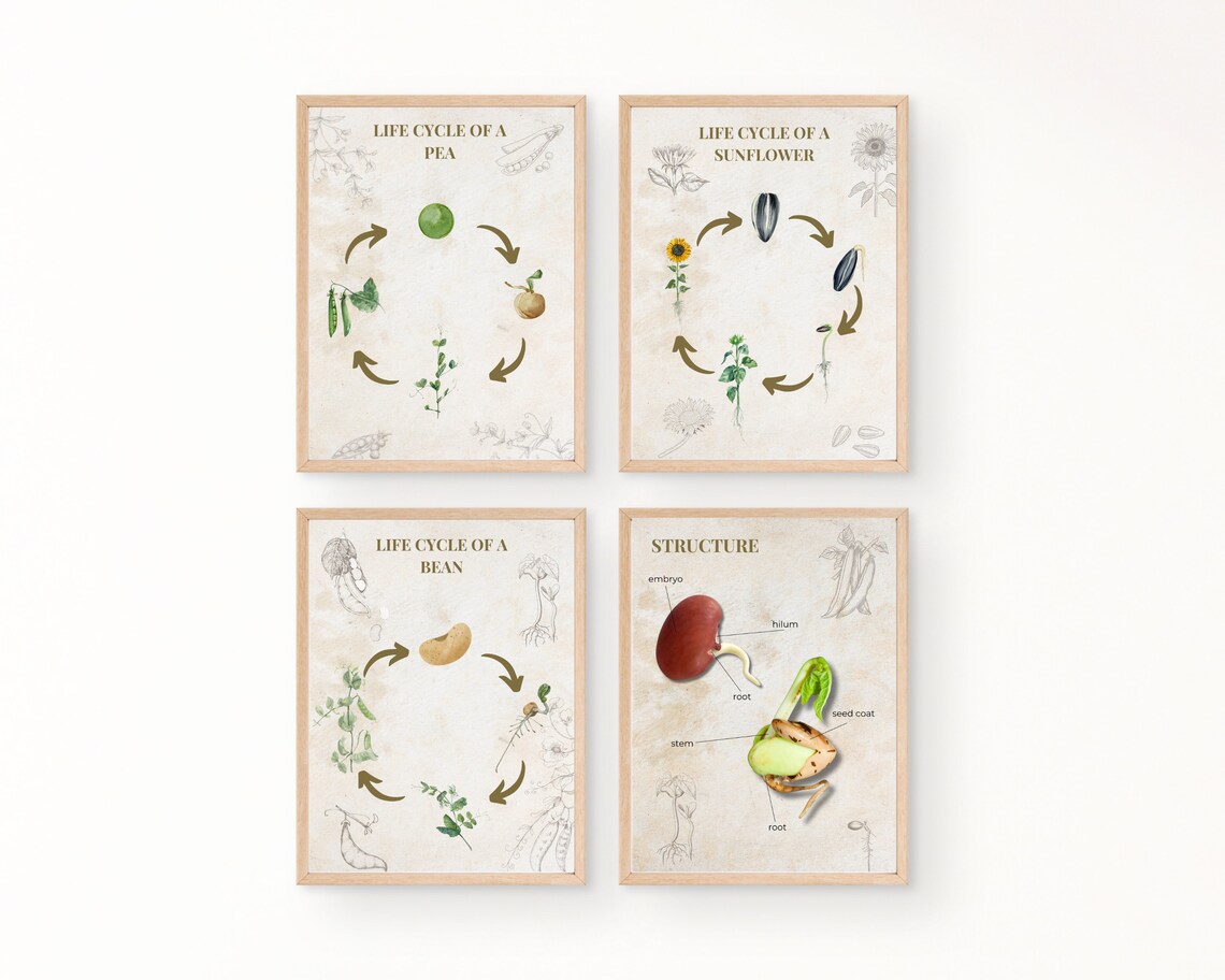 Plant Unit Study Printable Flashcards Life Cycle Pack Nature Study ...