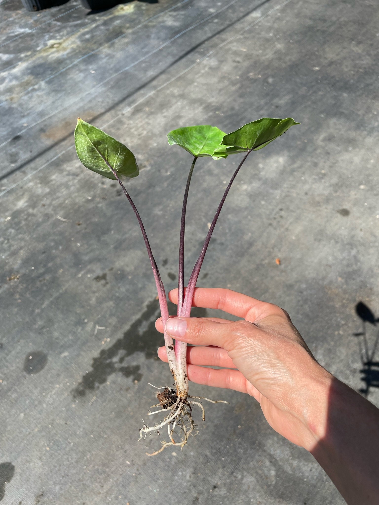 Black Stem Elephant Ear / Alocasia Macrorrhiza Live Plant - Etsy