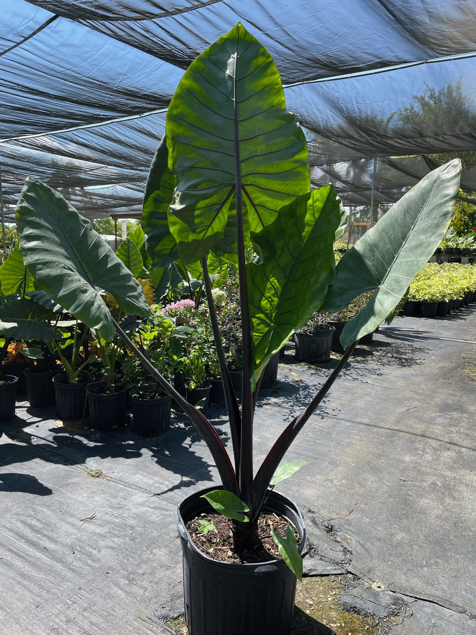 Black Stem Elephant Ear / Alocasia Macrorrhiza Live Plant - Etsy