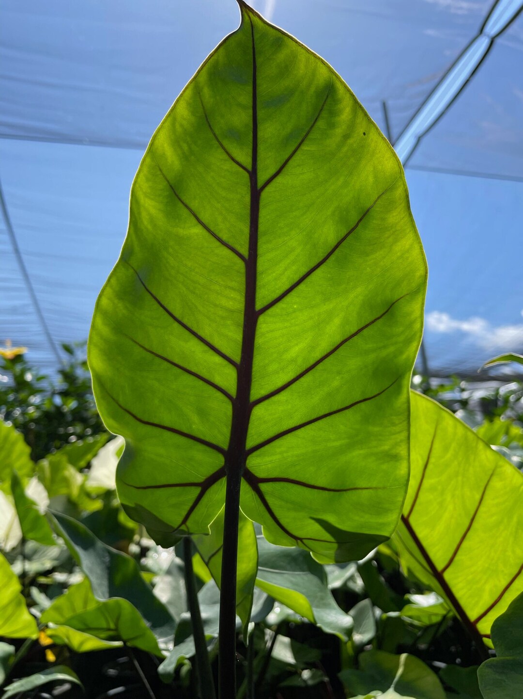 Black Stem Elephant Ear / Alocasia Macrorrhiza Live Plant Multiple ...