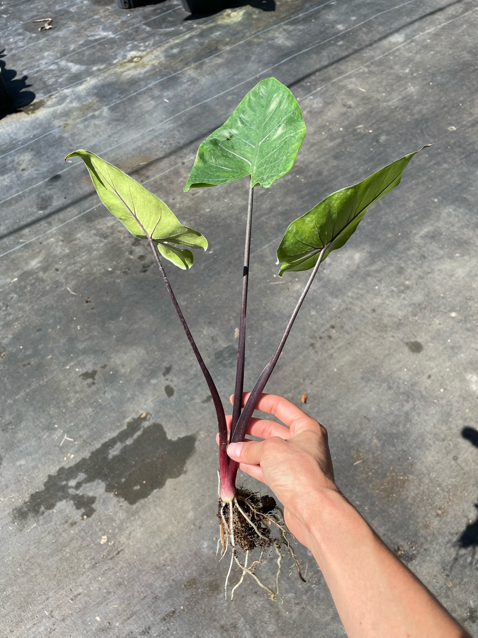 Black Stem Elephant Ear / Alocasia Macrorrhiza Live Plant - Etsy