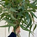 Fresh Willow Eucalyptus Bunch, Greenery Foliage Bunch, Wedding Greenery ...