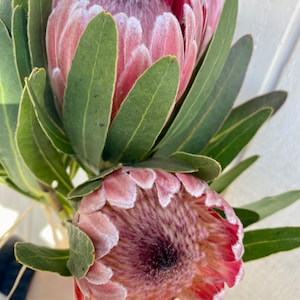 Fresh Pink Ice Protea Stems ,real Pink Protea, Exotic Protea, Wedding ...