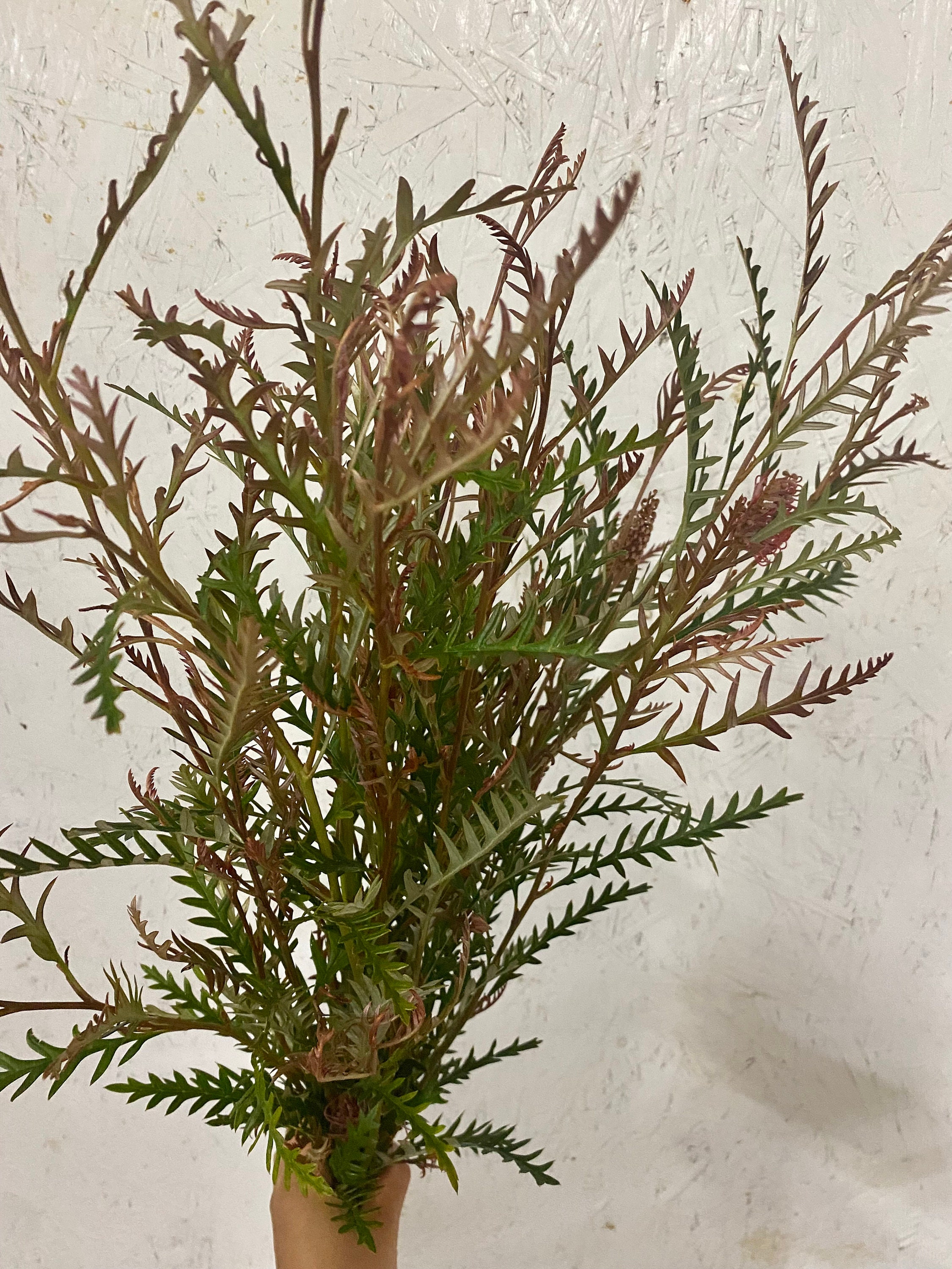 Fresh Grevillea Bunch Real Greenery Bunch Home Decor - Etsy