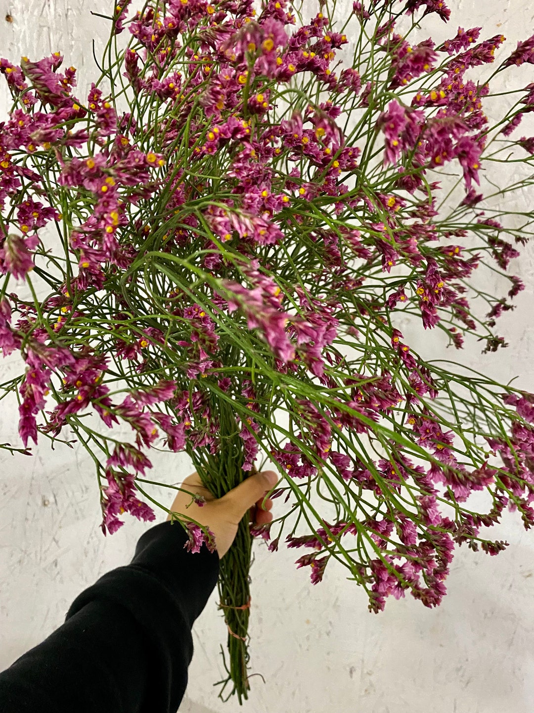 Fresh Limonium Misty Bunch, Pink Limonium Misty, White Limonium Misty ...