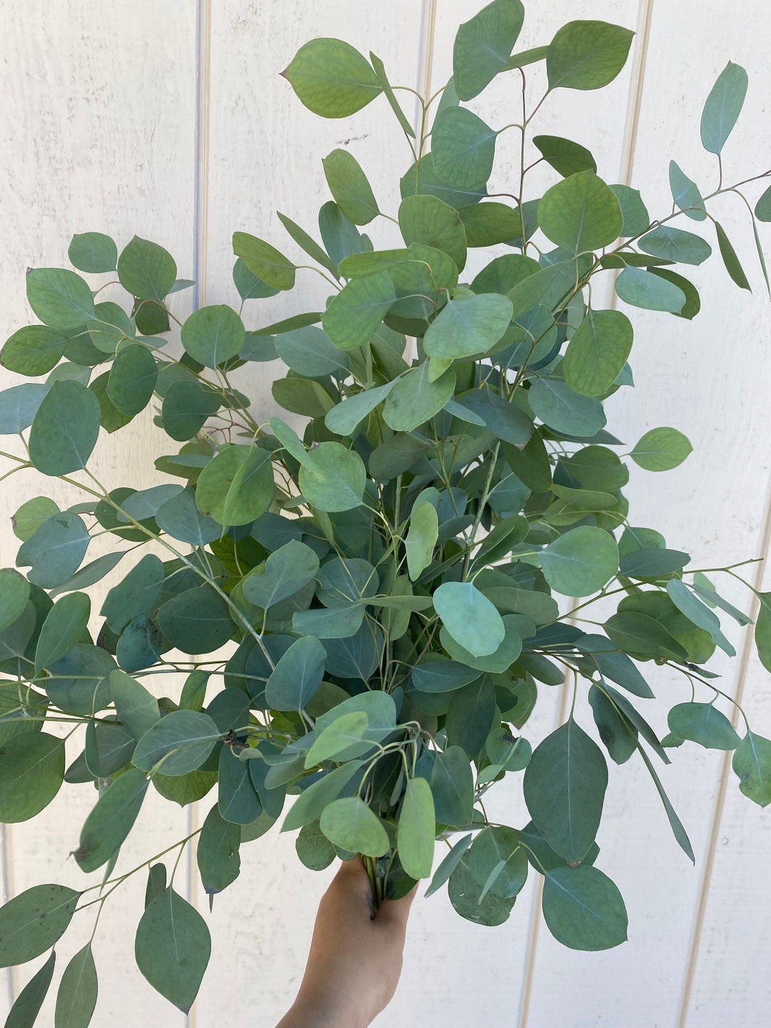 Fresh Silver Dollar Eucalyptus Bunch - Etsy