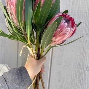 Fresh Pink Ice Protea Stems ,real Pink Protea, Exotic Protea, Wedding Flower Stem - Etsy
