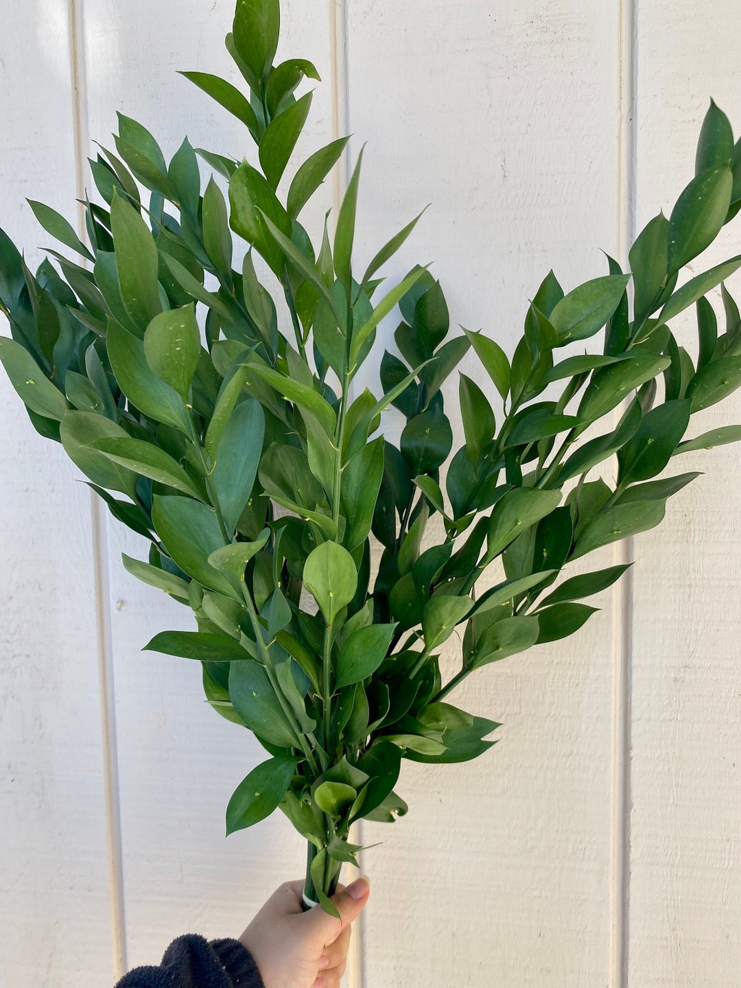 Fresh Israeli Ruscus Bunch, Real Greenery, Home Decor, Wedding Greenery ...
