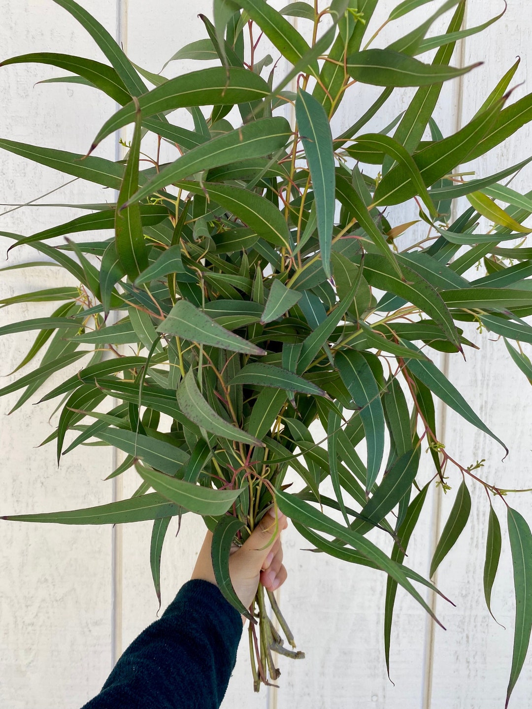 Fresh Willow Eucalyptus Bunch, Greenery Foliage Bunch, Wedding Greenery ...