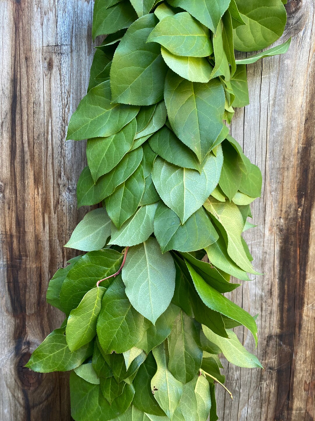 Fresh Salal Garland, Wedding Garland, Home Decor, Real Garland ...