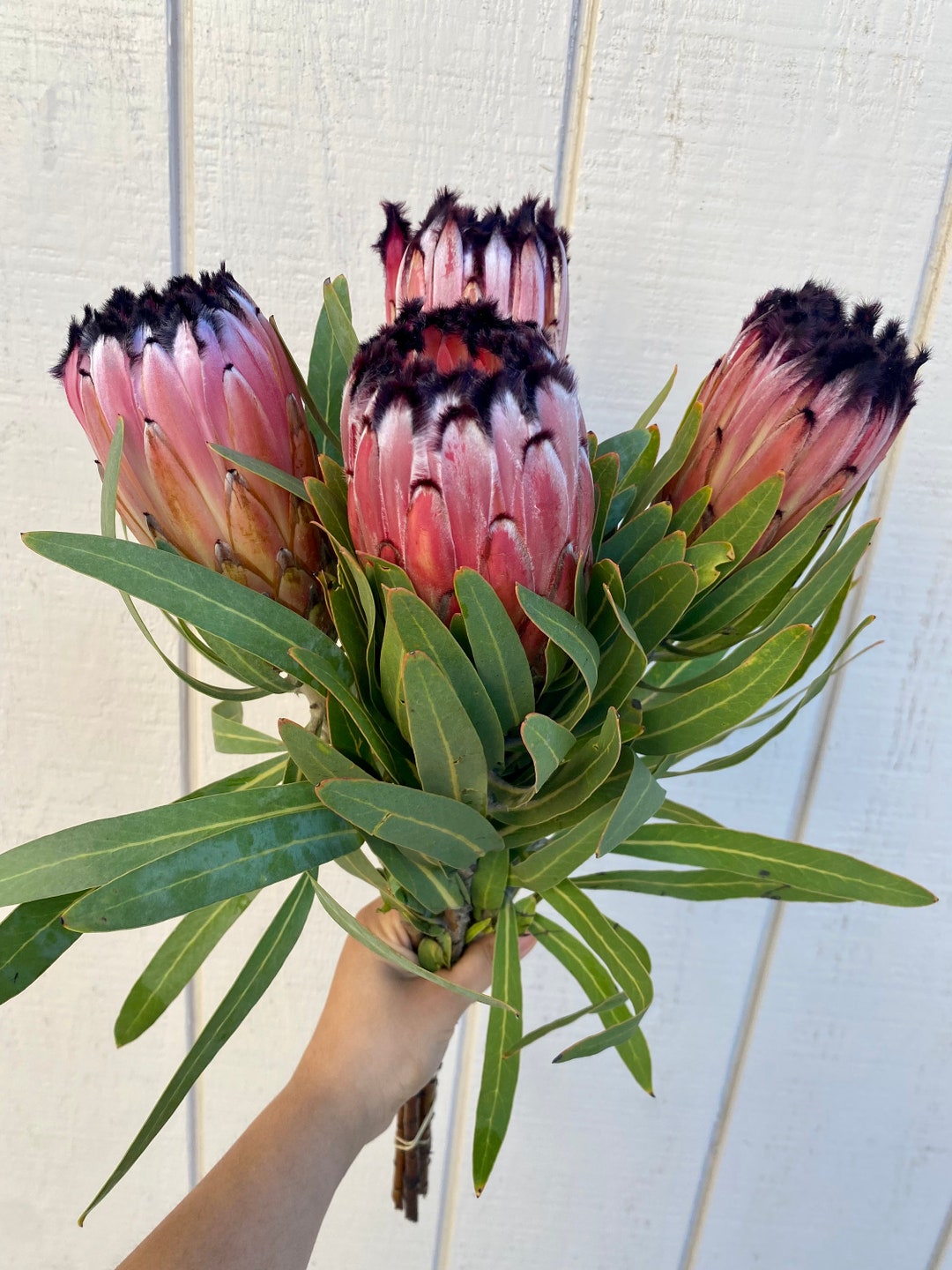 Fresh Protea Neriifolia Stems, Real Protea Stem, Exotic Flower, Wedding ...
