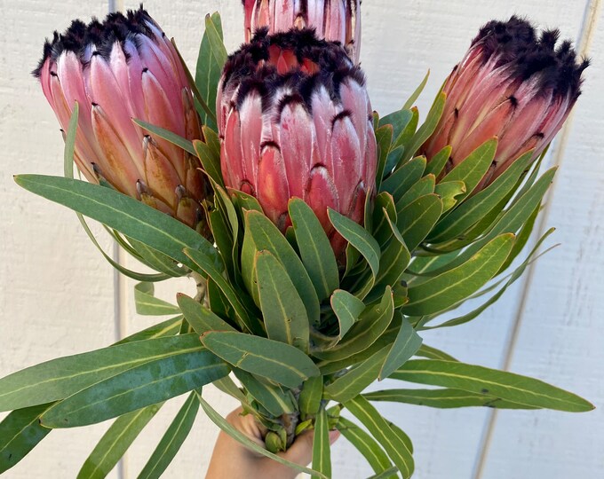 Fresh Picked Protea Flower Bouquet Pink Ice Protea - Etsy