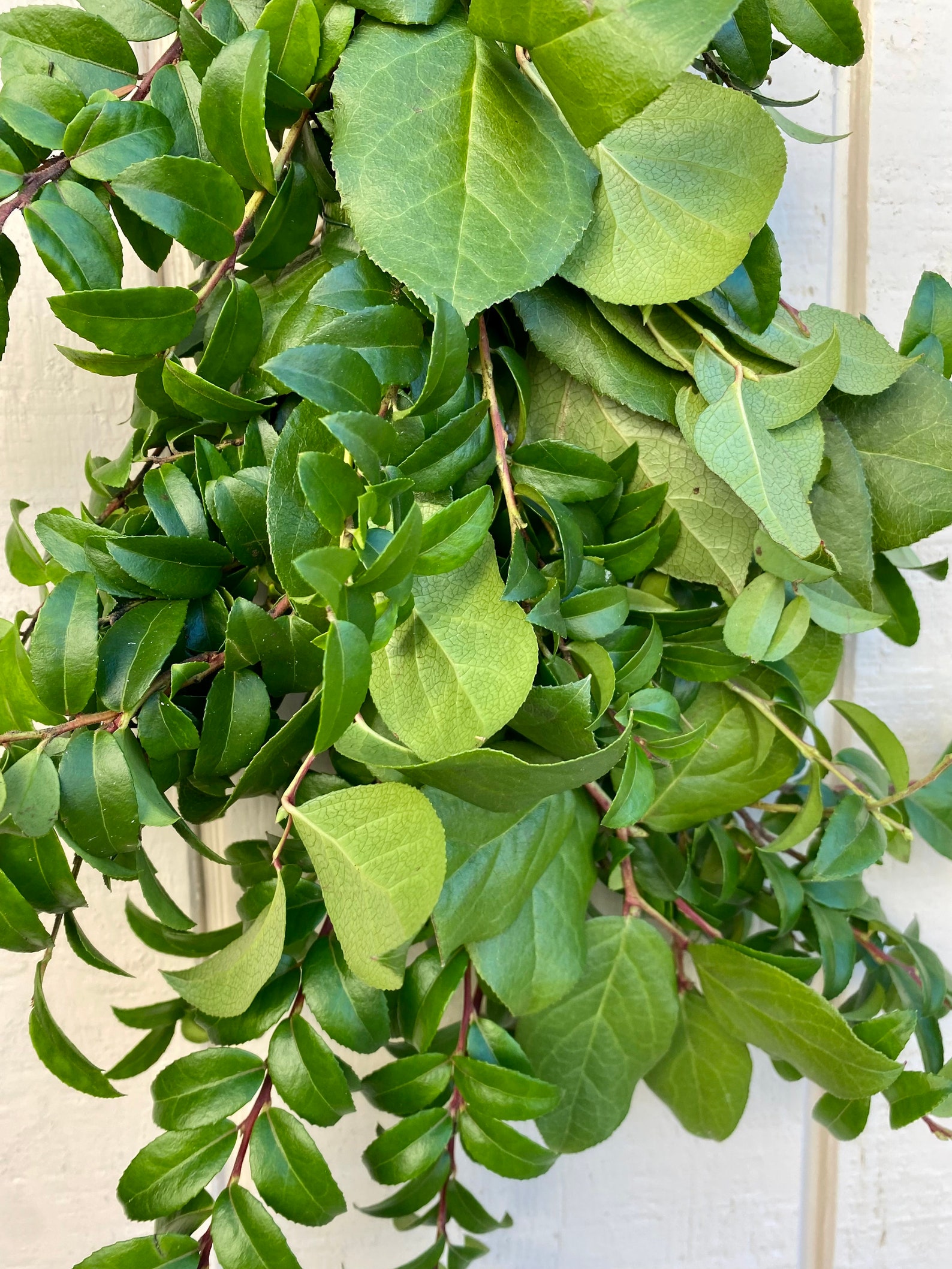 Fresh Huckleberry Salal Garland, Wedding Garland, Real Greenery Garland ...