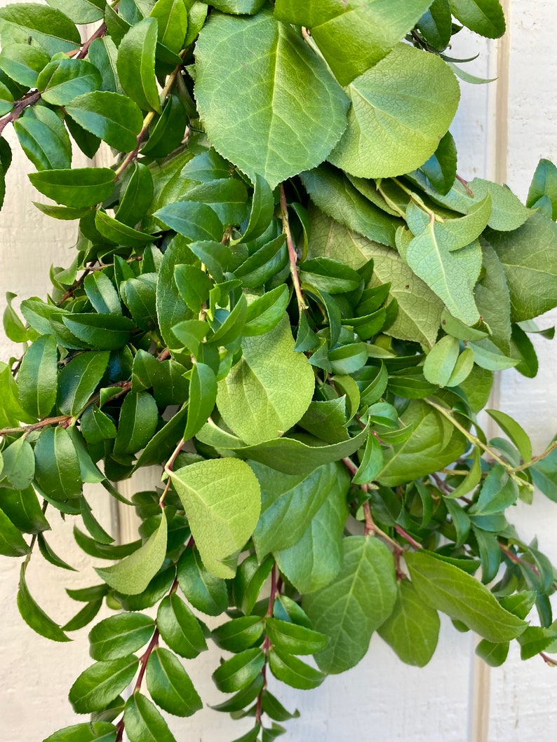 Fresh Huckleberry Salal Garland, Wedding Garland, Real Greenery Garland ...