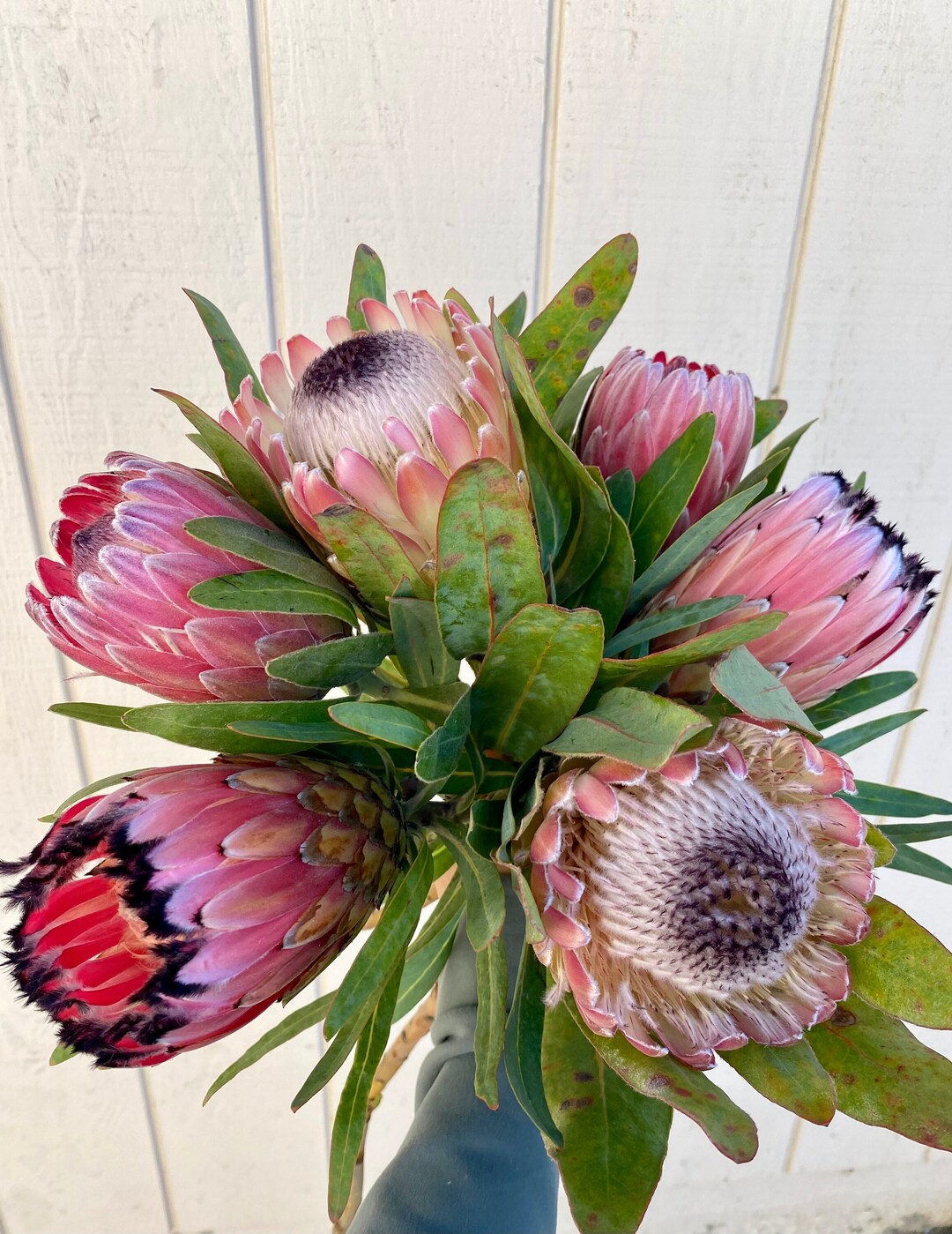 Fresh Mixed Protea Flowers, 6 Stems Proteas, Exotic Pink Flowers ...